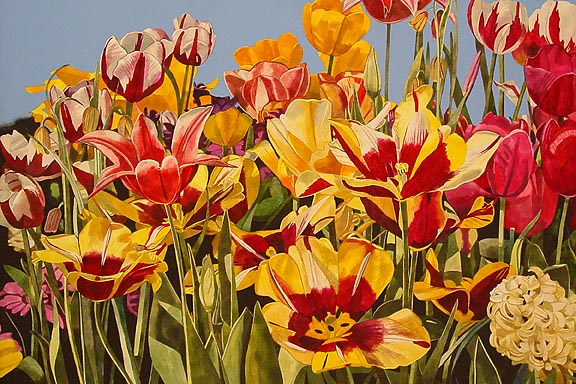 Tulips 2013